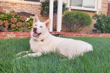 What you need to know about the rare White Malamute - K9 Web