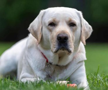 White Labrador: An Essential Guide for White Lab Owners - K9 Web