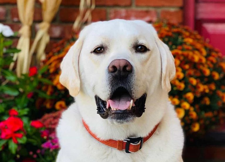 White Labrador: An Essential Guide for White Lab Owners - K9 Web