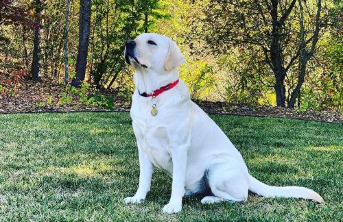 White Labrador: An Essential Guide for White Lab Owners - K9 Web