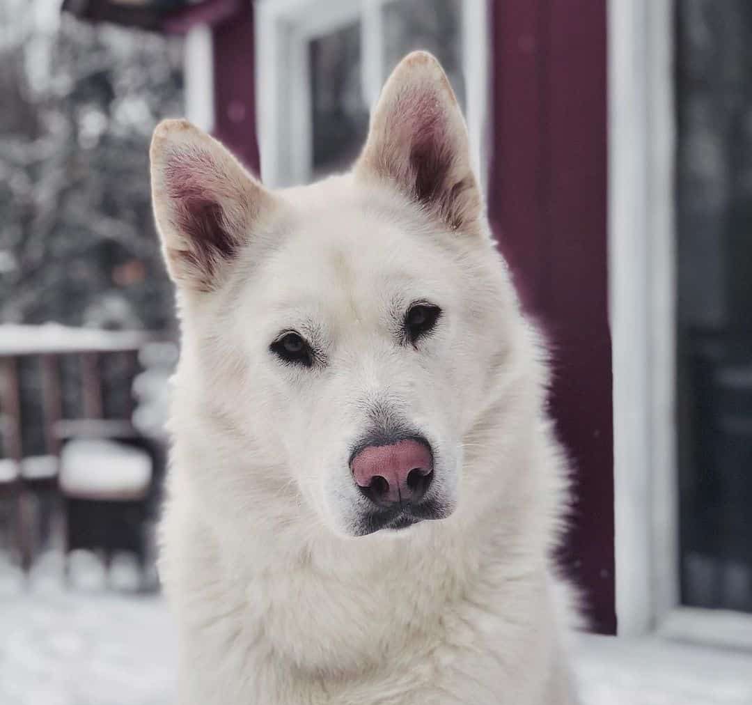 What you need to know about the rare White Malamute - K9 Web