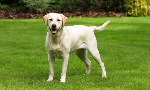 Why is the Yellow Labrador Retriever so Iconic? - K9 Web