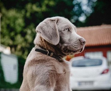 The Truth You Need to Know About Silver Labs - K9 Web