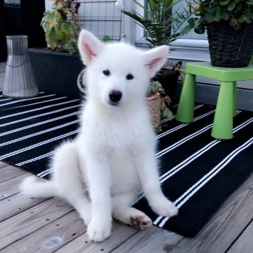 What you need to know about the rare White Malamute - K9 Web