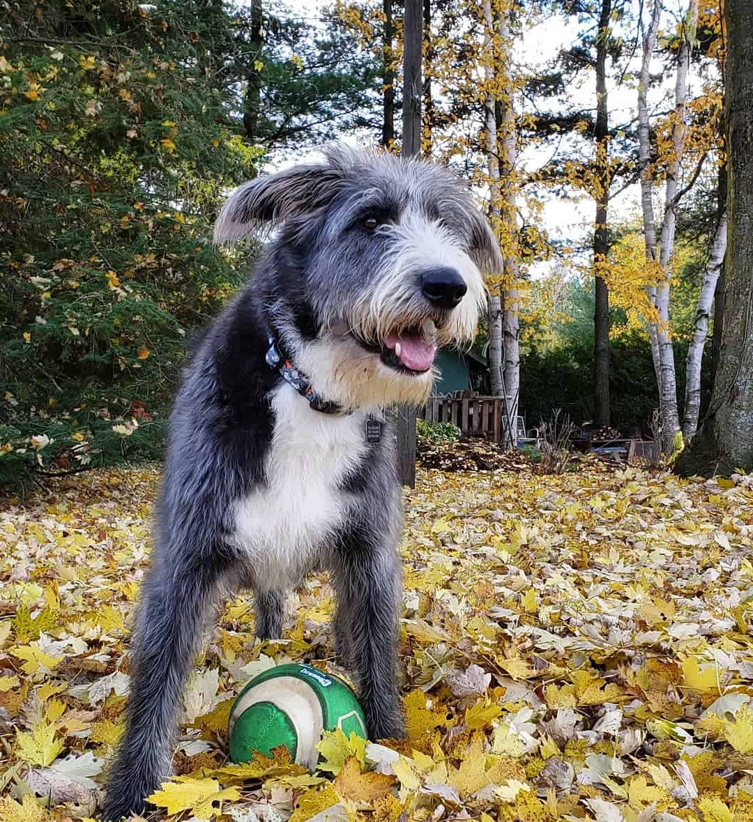 The kind and intelligent German Shepherd Poodle mix dog - K9 Web