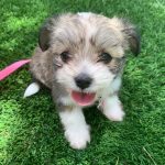 Introducing the sassy and charming Malchi - K9 Web