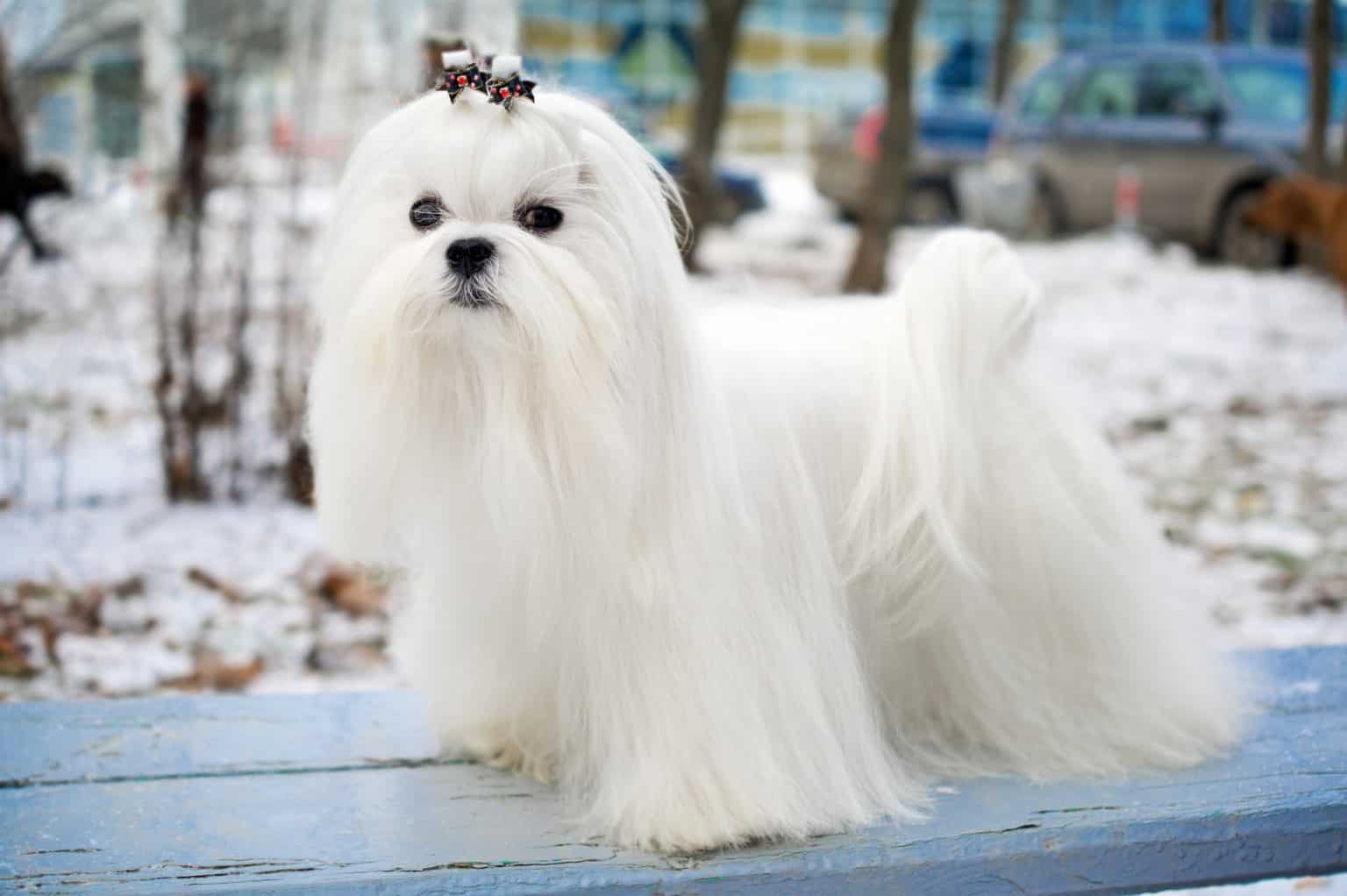 Introducing the sassy and charming Malchi - K9 Web