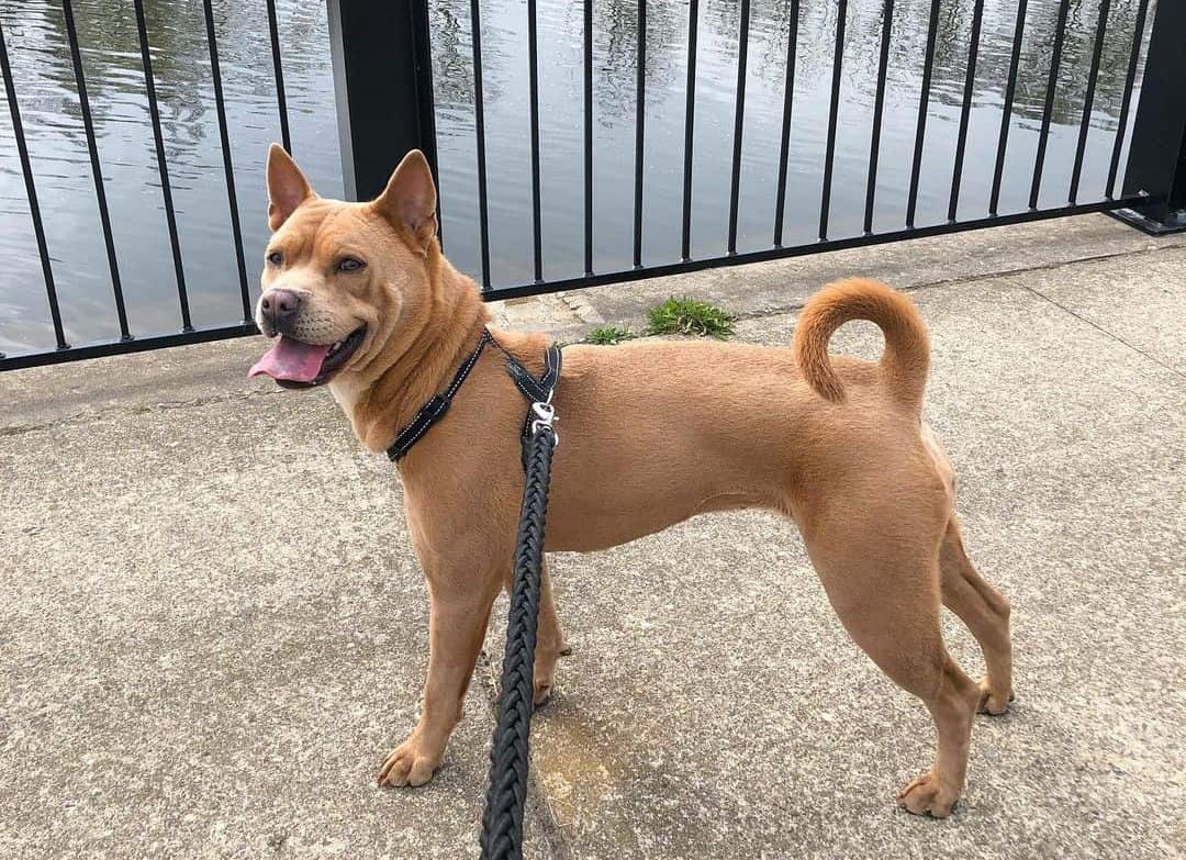 Chow Chow Mixes: 25 Different Chow Crossbreeds - K9 Web