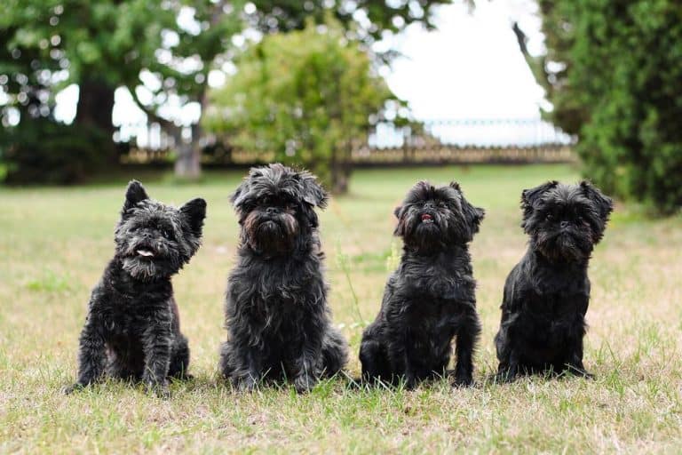 Affenpinscher: Your Ultimate Breed Info Guide to the Monkey Dog - K9 Web