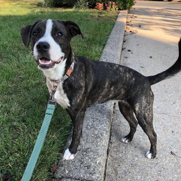 40 Australian Shepherd Mixes You Should Get to Know - K9 Web