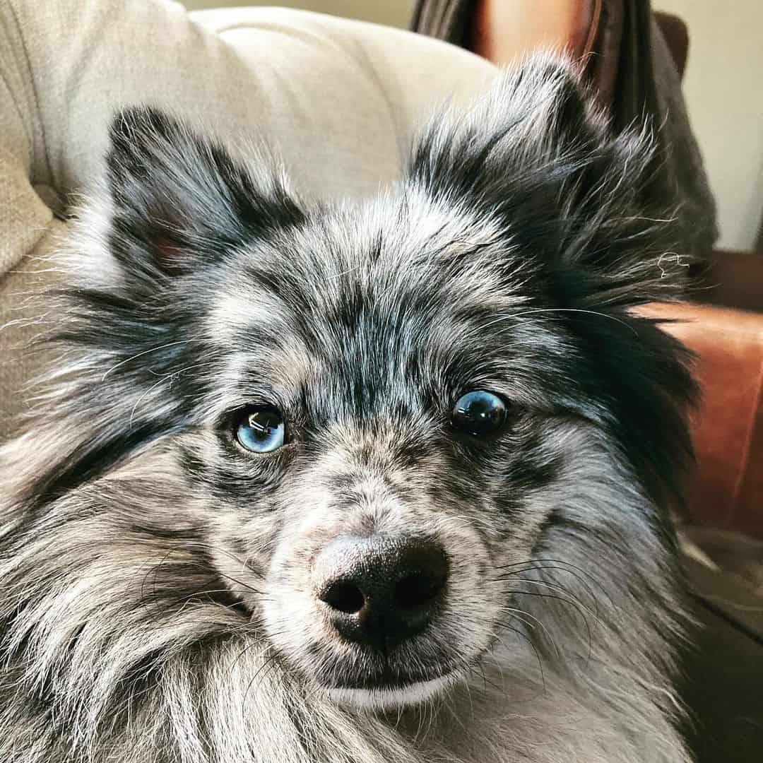 Is the exuberant Aussie Pom the right dog breed for you? - K9 Web