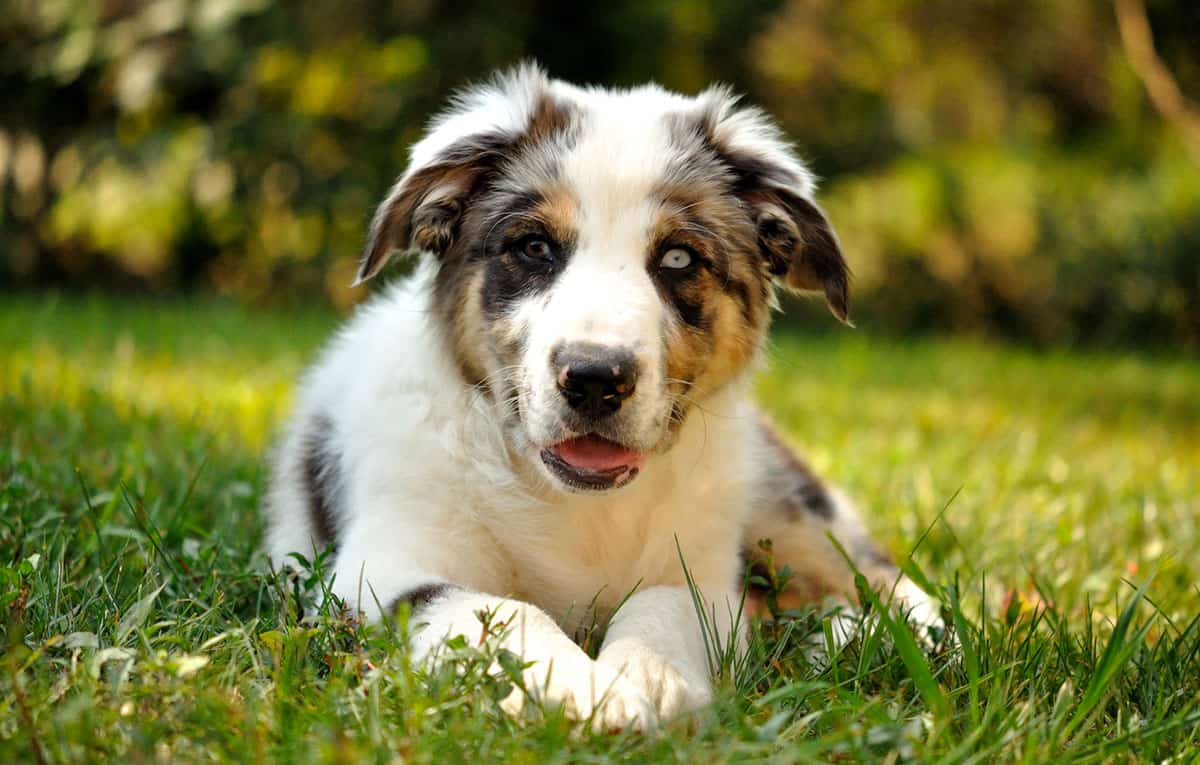 Get to Know the Loyal and Intelligent Australian Shepherd - K9 Web