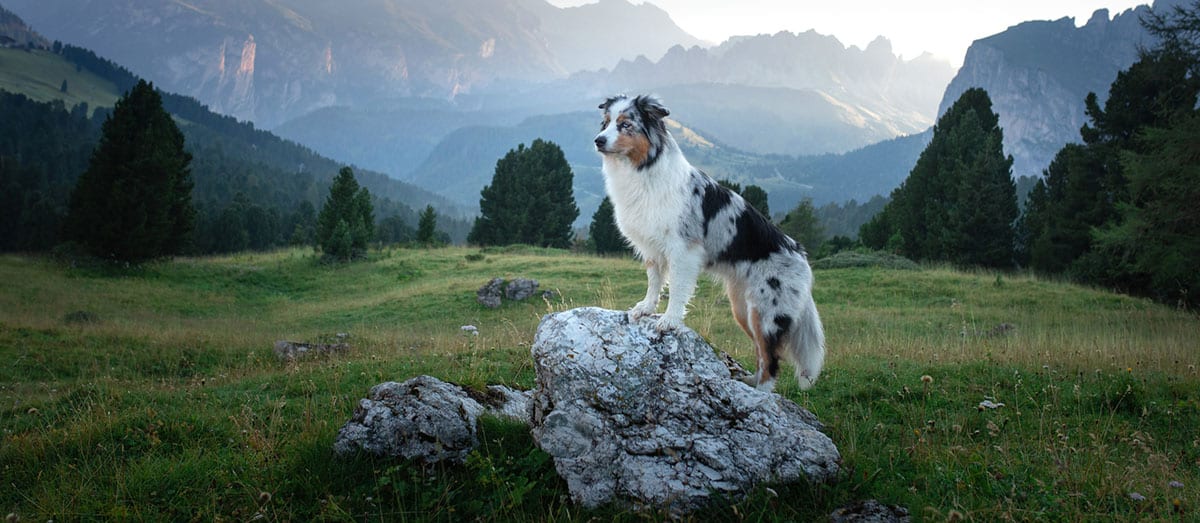 Get to Know the Loyal and Intelligent Australian Shepherd - K9 Web