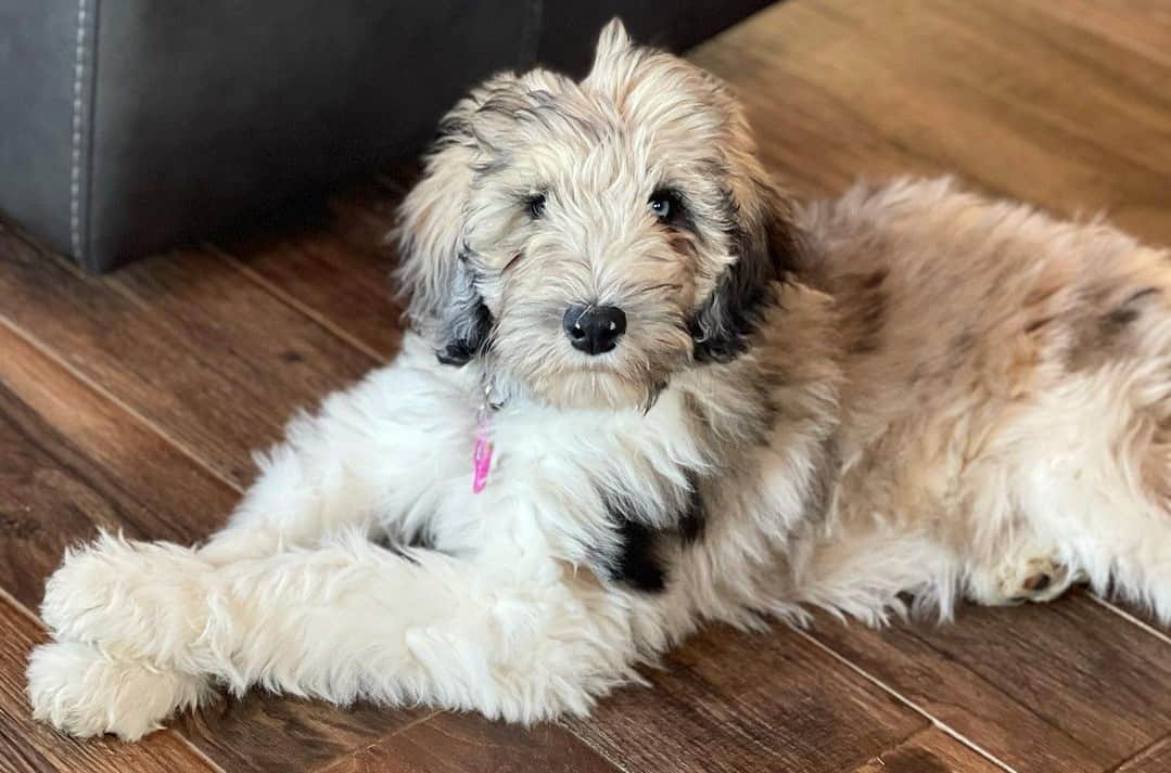 Newfypoo: All You Need to Know about Newfoundland Poodle Mix - K9 Web