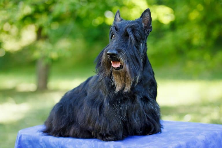 The Scottish Terrier: What a Diehard Fan Needs to Know - K9 Web