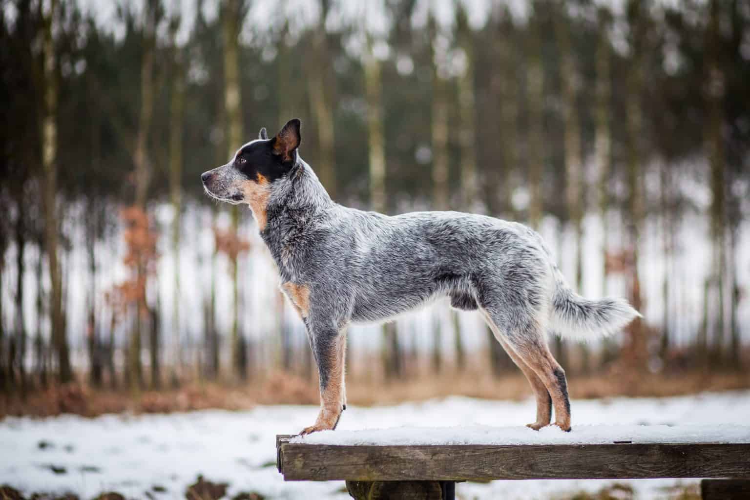 What you should know about the clever Blue Heeler Lab mix - K9 Web