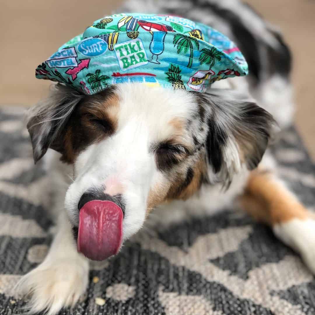 Blue Merle Australian Shepherd: The Complete Dog Breed Guide - K9 Web