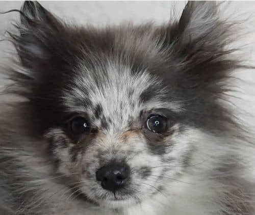 Pomeranian Colors: The Standard & Rare Pom Coat Colors - K9 Web