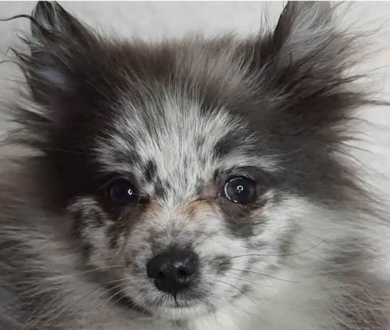 Pomeranian Colors: The Standard & Rare Pom Coat Colors - K9 Web