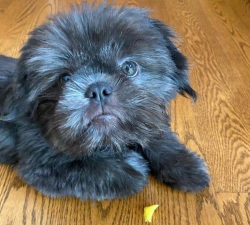 Shih Tzu Colors: The Standard & Rare Shih Tzu Coat Colors - K9 Web