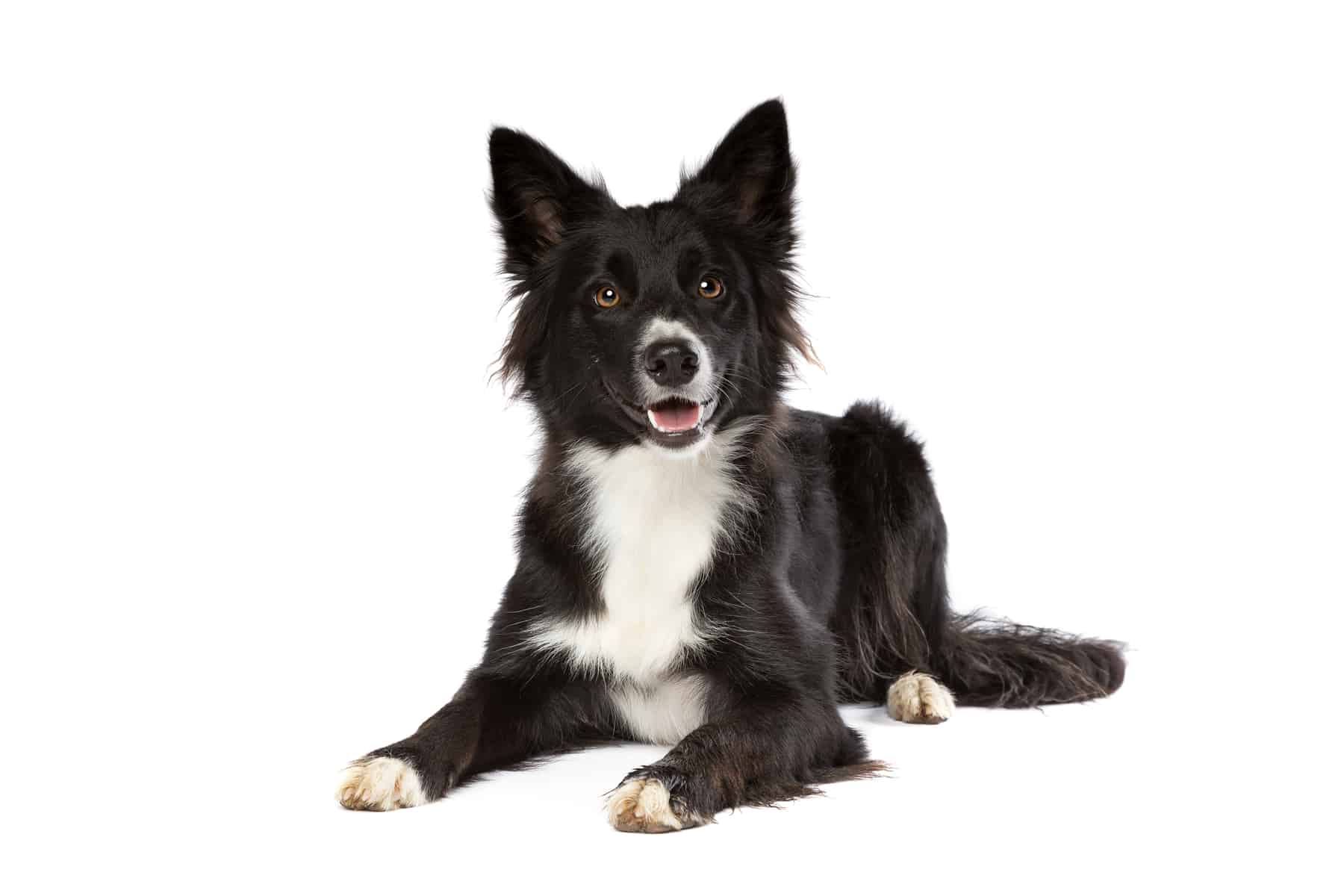 The Complete Guide to the Graceful and Proud Collie - K9 Web