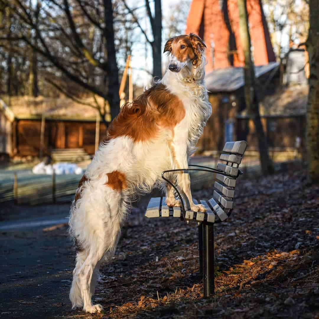 Borzoi: The Elegant Sighthound of Russia - K9 Web