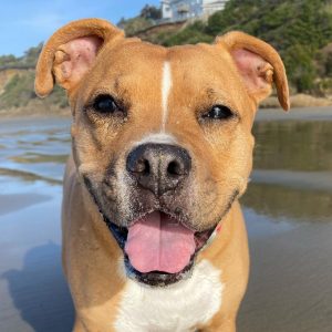 Pitbull Mixes: 40 Different Pittie Crossbreeds We Adore - K9 Web