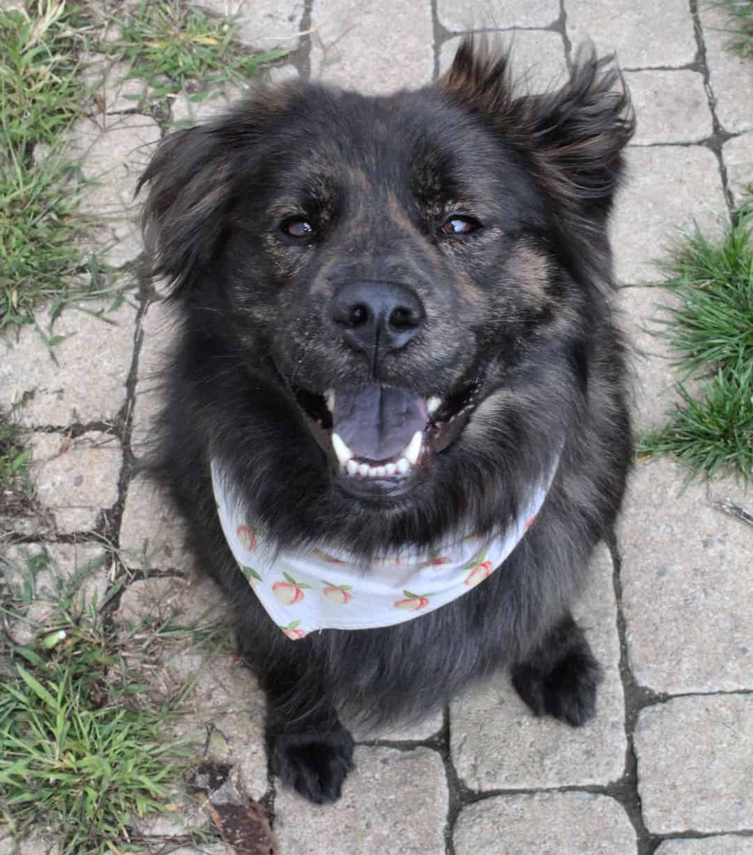 Chow Chow Mixes: 25 Different Chow Crossbreeds - K9 Web