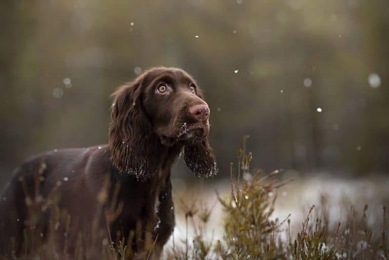 The Field Spaniel: All You Need To Know About The Dignified Show Dog ...