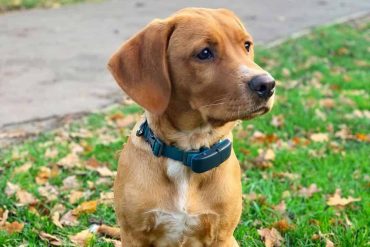 Mini Labrador: Guide to Owning a Miniature Lab Dog - K9 Web