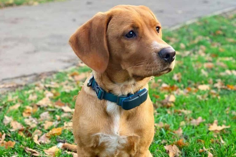 Mini Labrador: Guide to Owning a Miniature Lab Dog - K9 Web