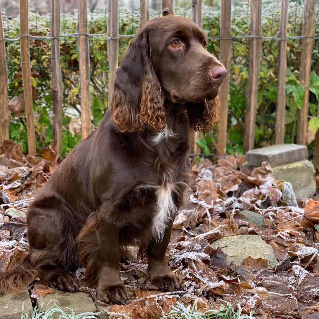 The Field Spaniel: All You Need To Know About The Dignified Show Dog ...