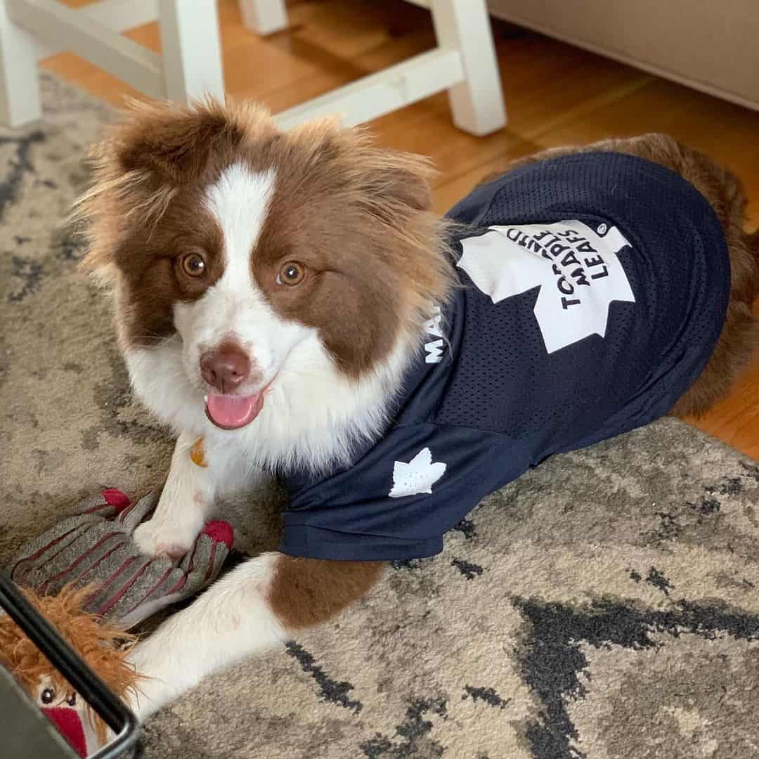 Is the exuberant Aussie Pom the right dog breed for you? - K9 Web