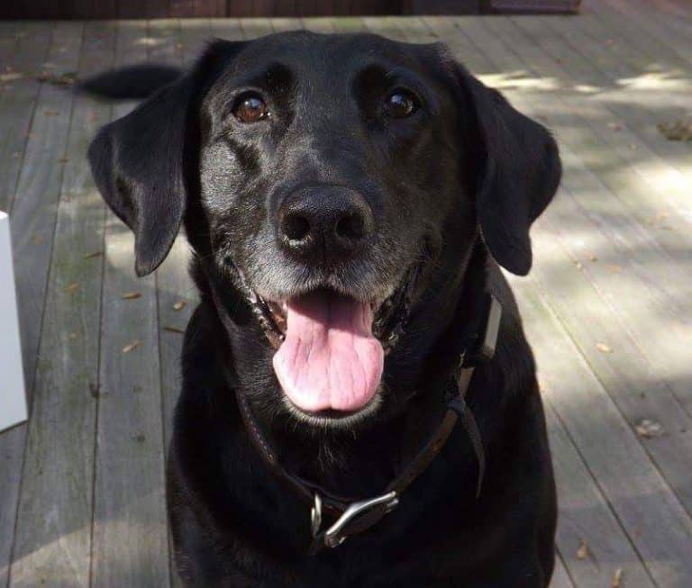 Lab Terrier Mixes: Which Dog is the Perfect Pet for You? - K9 Web