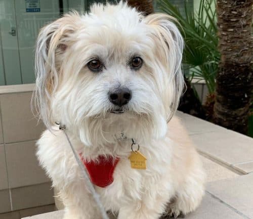 Shih Tzu Mixes: 36 Different Shih Tzu Crossbreeds - K9 Web