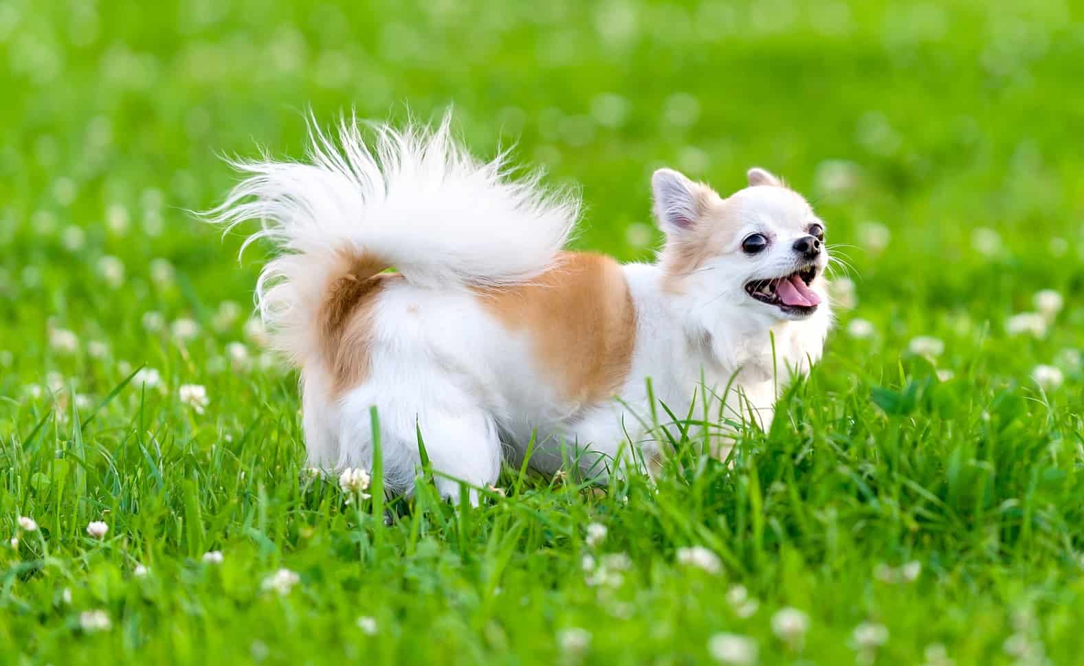 Long Haired Chihuahua: A Complete Guide to your Fluffy Friend - K9 Web