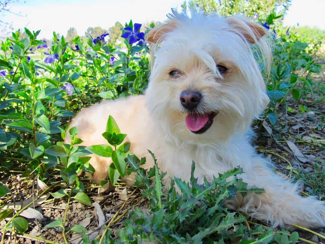 Chihuahua Mixes: 30 Different Chihuahua Crossbreeds - K9 Web