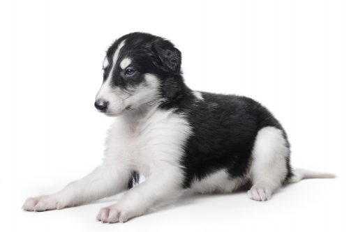 Borzoi: The Elegant Sighthound of Russia - K9 Web