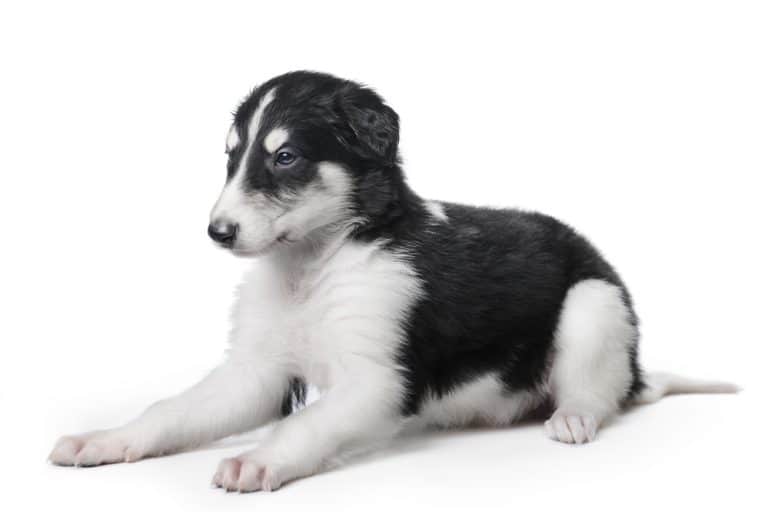 Borzoi: The Elegant Sighthound of Russia - K9 Web