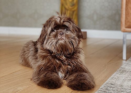 Shih Tzu Colors: The Standard & Rare Shih Tzu Coat Colors - K9 Web