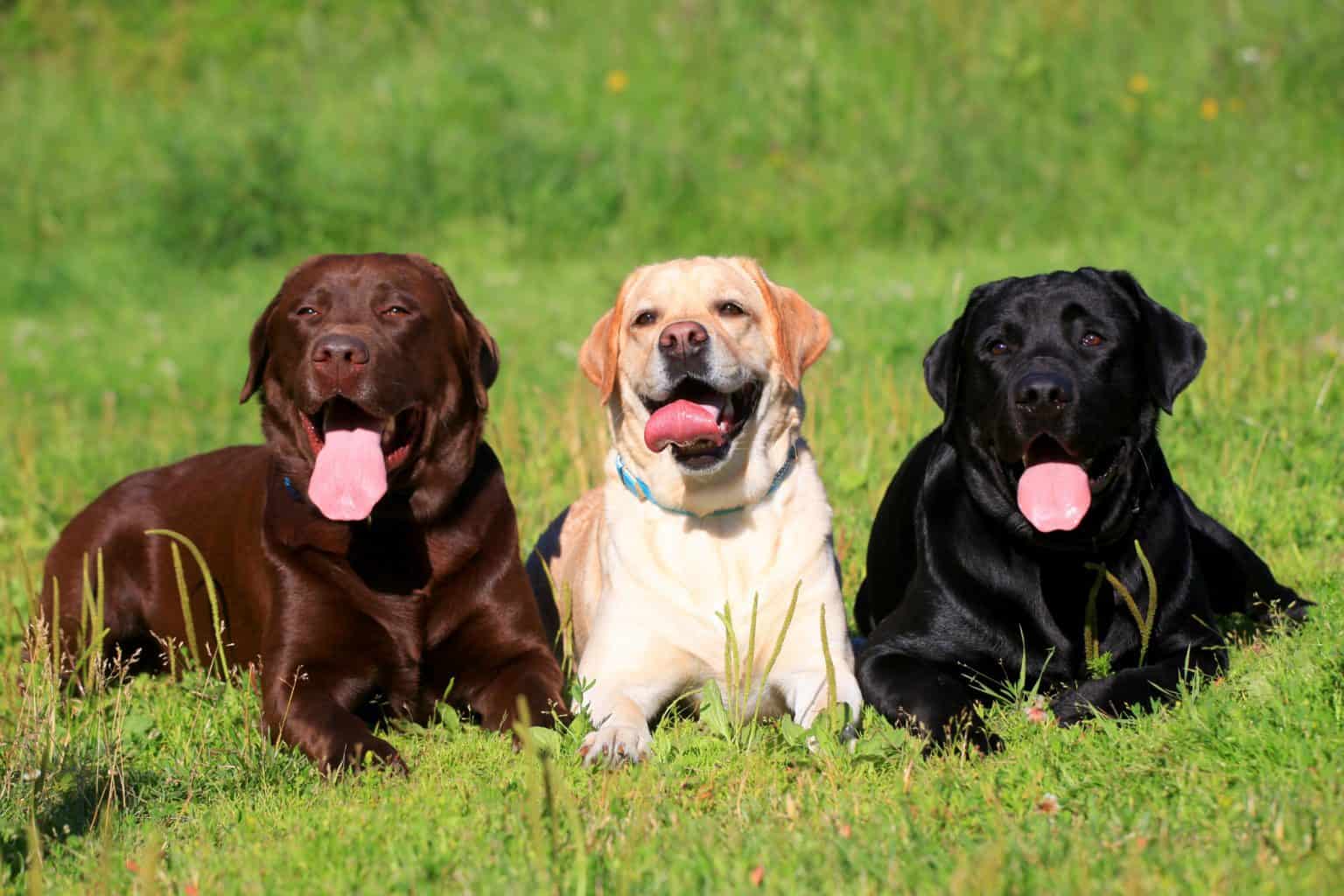 400 Best Labrador Retriever Names that are Unique and Cool - K9 Web
