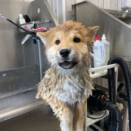 Are you ready for the confident Chusky? - K9 Web