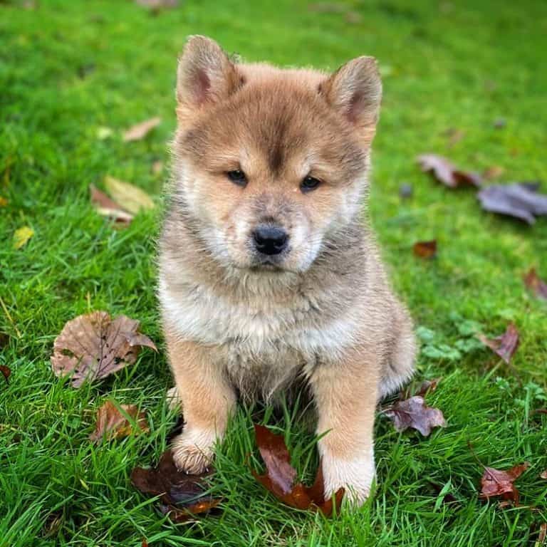 Are you ready for the confident Chusky? - K9 Web