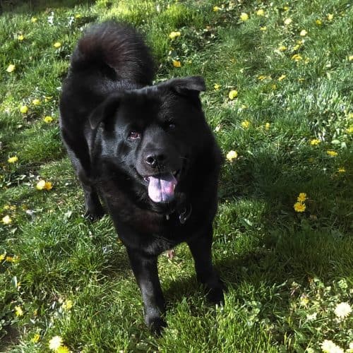 Chow Chow Mixes: 25 Different Chow Crossbreeds - K9 Web