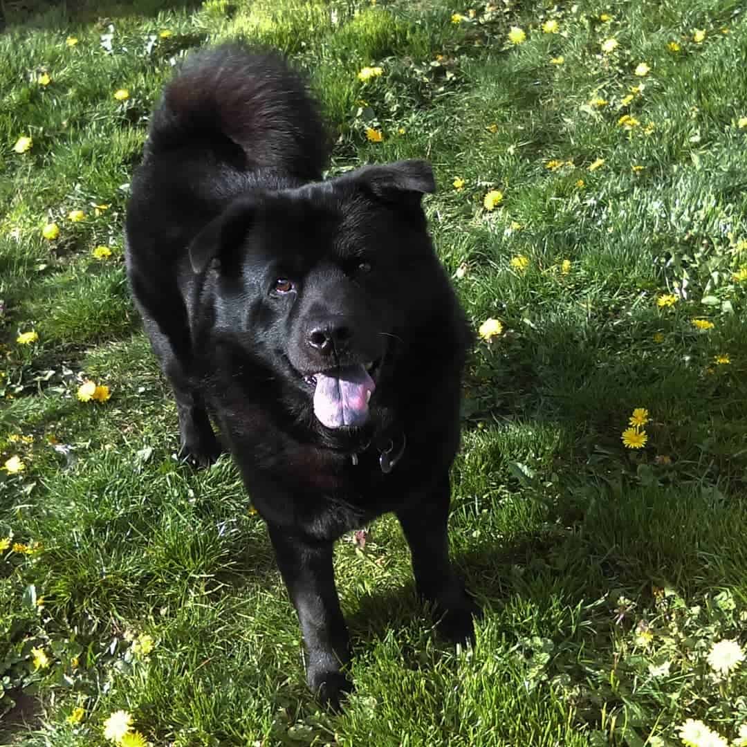 Chow Chow Mixes: 25 Different Chow Crossbreeds - K9 Web