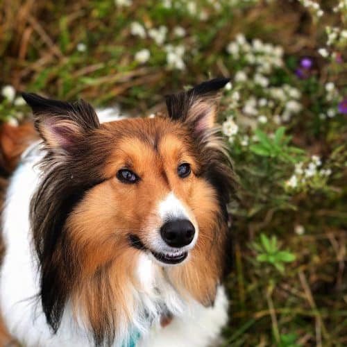 The Complete Guide to the Graceful and Proud Collie - K9 Web