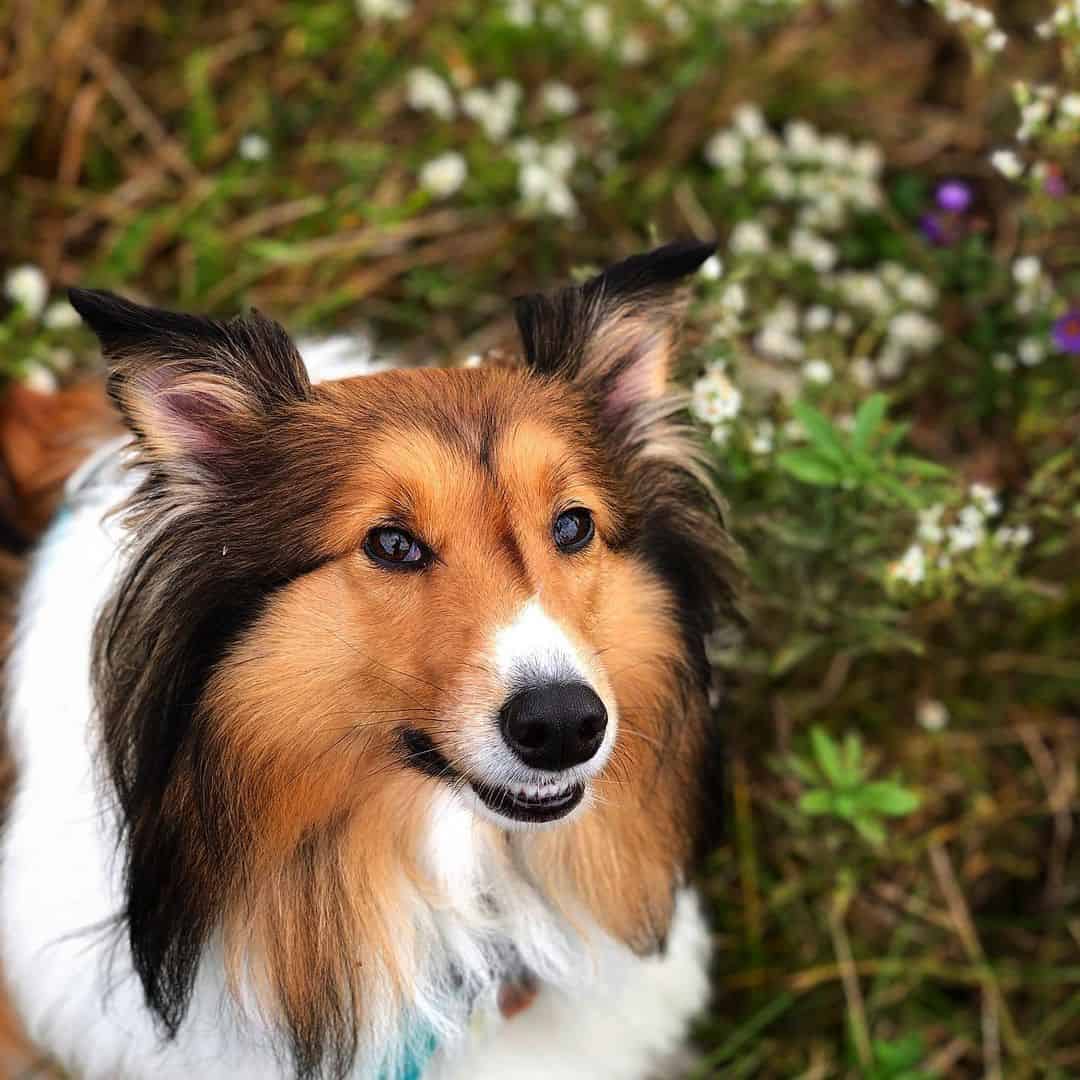 The Complete Guide to the Graceful and Proud Collie - K9 Web