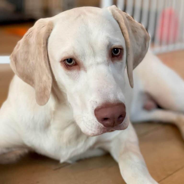 The most intriguing Labrador Retriever colors of all time - K9 Web