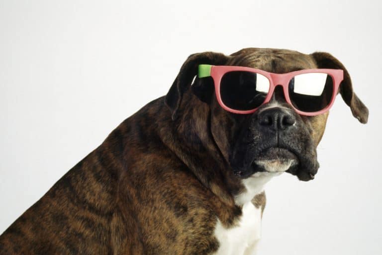 200+ Popular and Meaningful Boxer Names For Your Dog - K9 Web