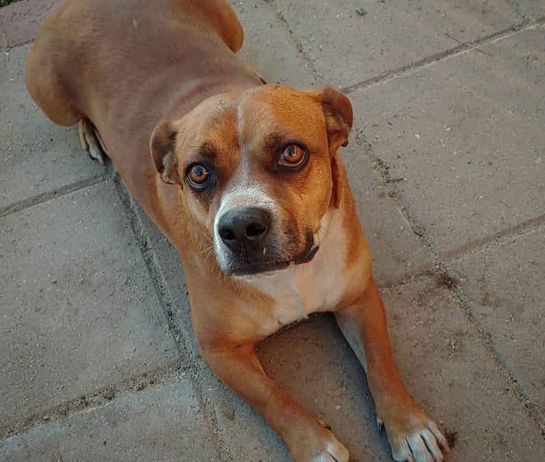 A Complete Guide to the Adorable Miniature Boxer - K9 Web